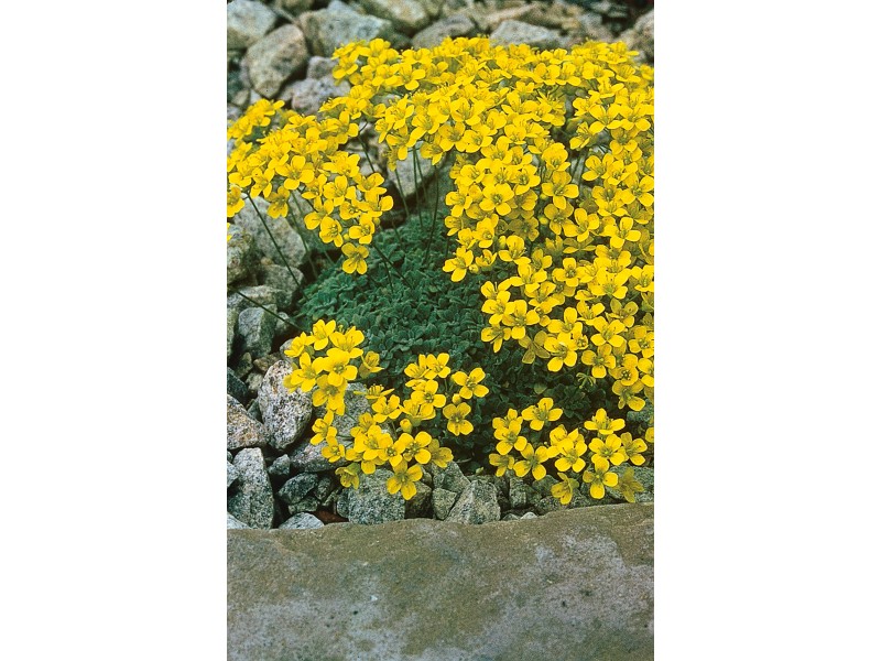 OBI Chudina drsnoplodá žlutá pr. květináče cca 9 cm x 9 cm nakoupit u OBI