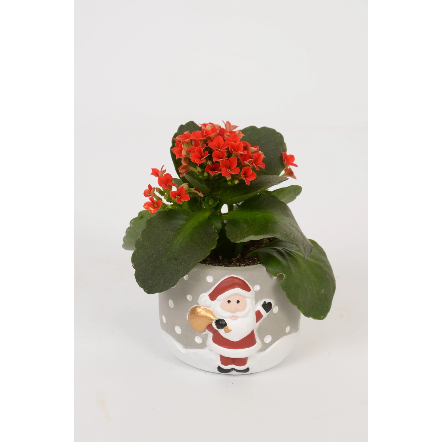 Kolopejka ve vánoční keramické nádobě pr. květináče cca 6 cm nakoupit u OBI