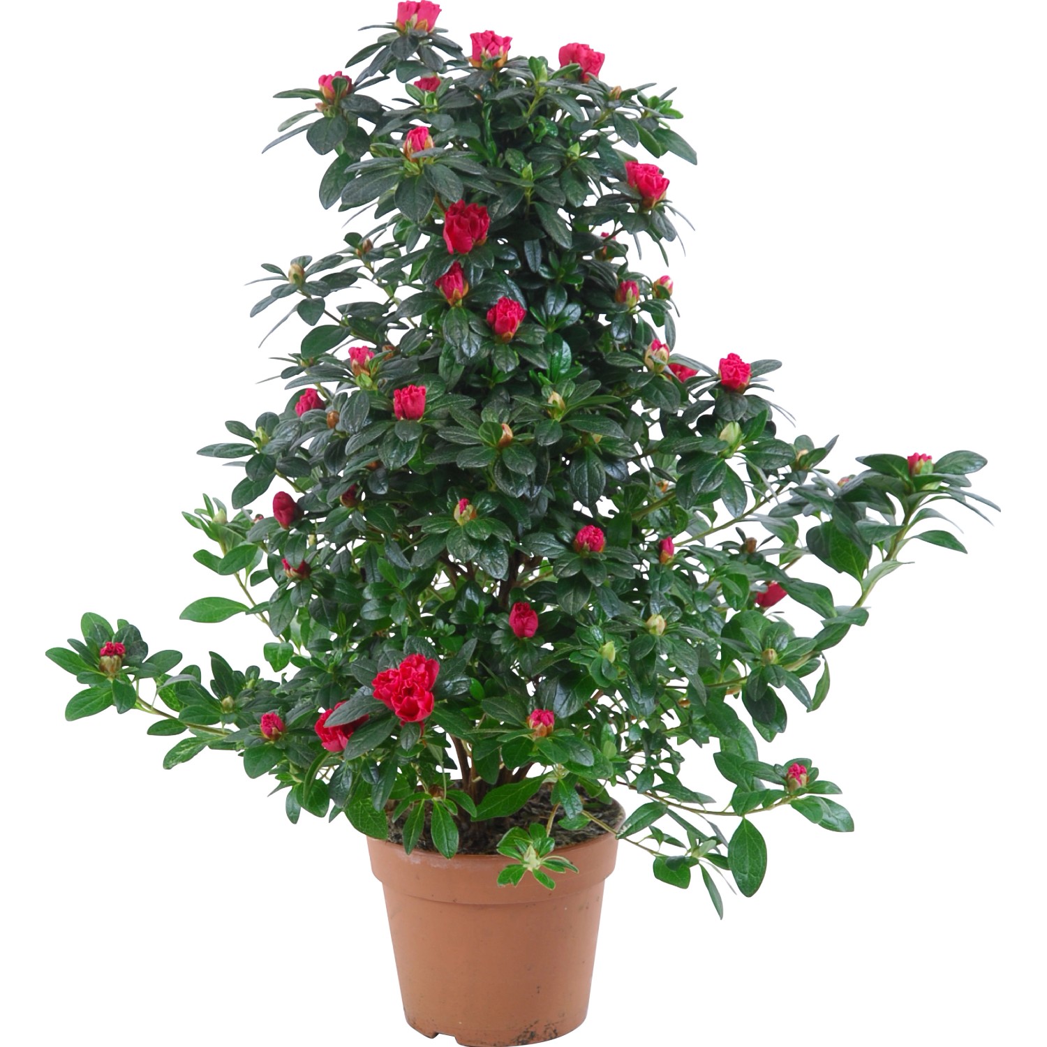 Pokojová azalka mix pyramida průměr květináče cca 17 cm koupit v OBI