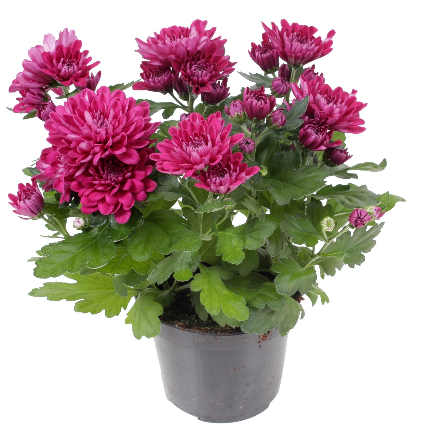 Listopadka indická (Chrysanthemum indicum) plnokvětá fialková 20-30cm ...