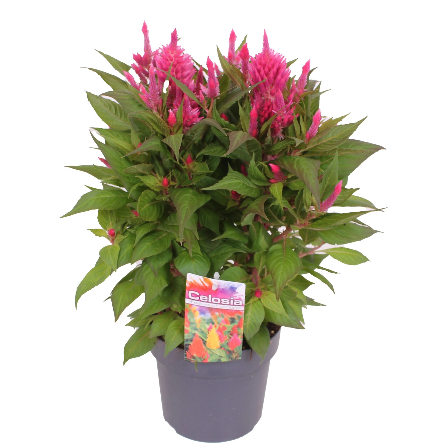 Nevadlec hřebenitý (Celosia argentea) různé barvy výška 40-45 cm, pr. 17 cm nakoupit u OBI