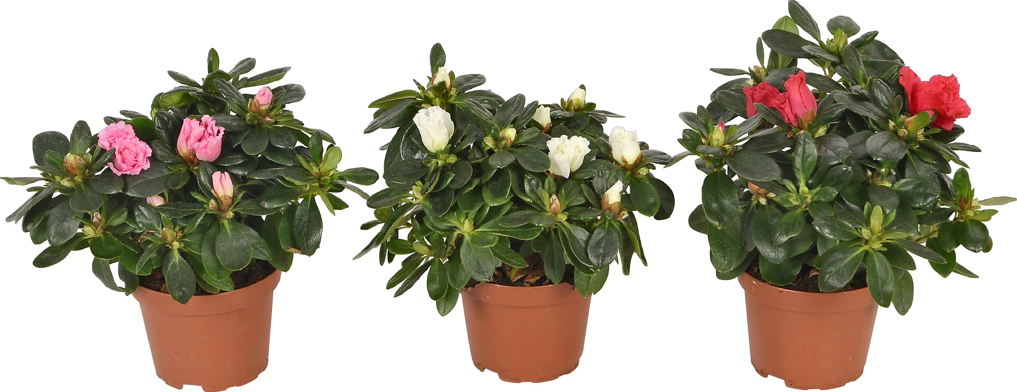 Pokojová azalka průměr květináče cca 12 cm Azalea Rhododendron nakoupit ...