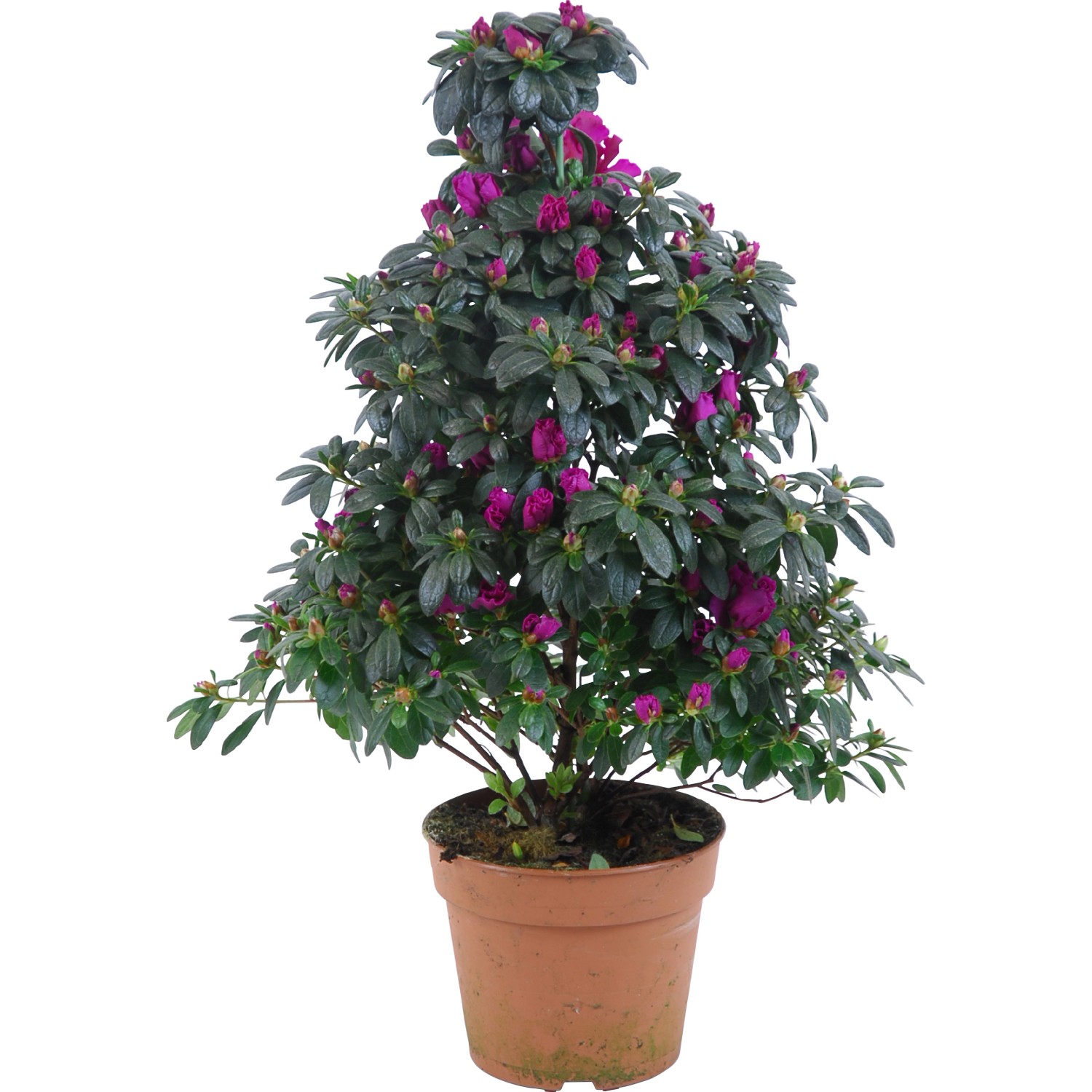 Pokojová azalka mix pyramida průměr květináče cca 17 cm koupit v OBI