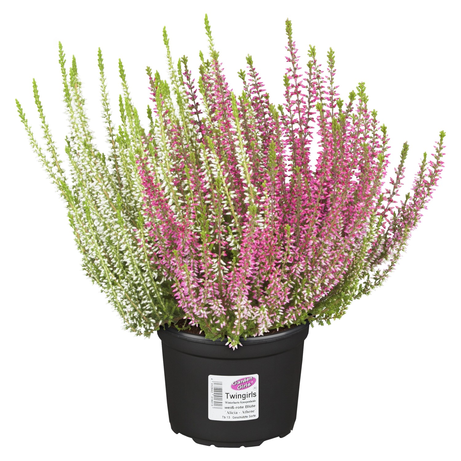 Vřes obecný (Calluna vulgaris) "Gardengirls-Twin", pr. kv. 17 cm koupit ...