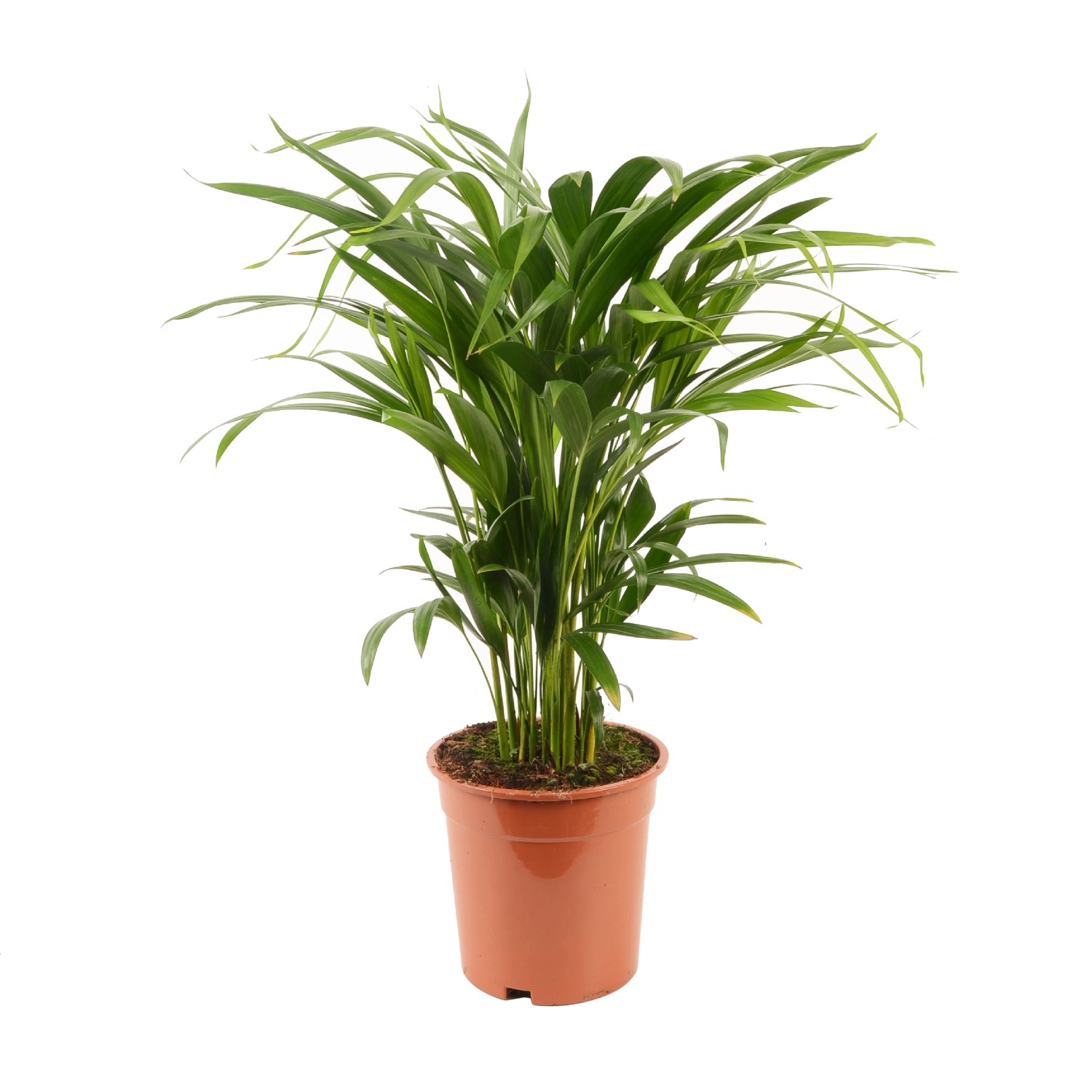 Palmy a palmovité rostliny koupit online na OBI.cz