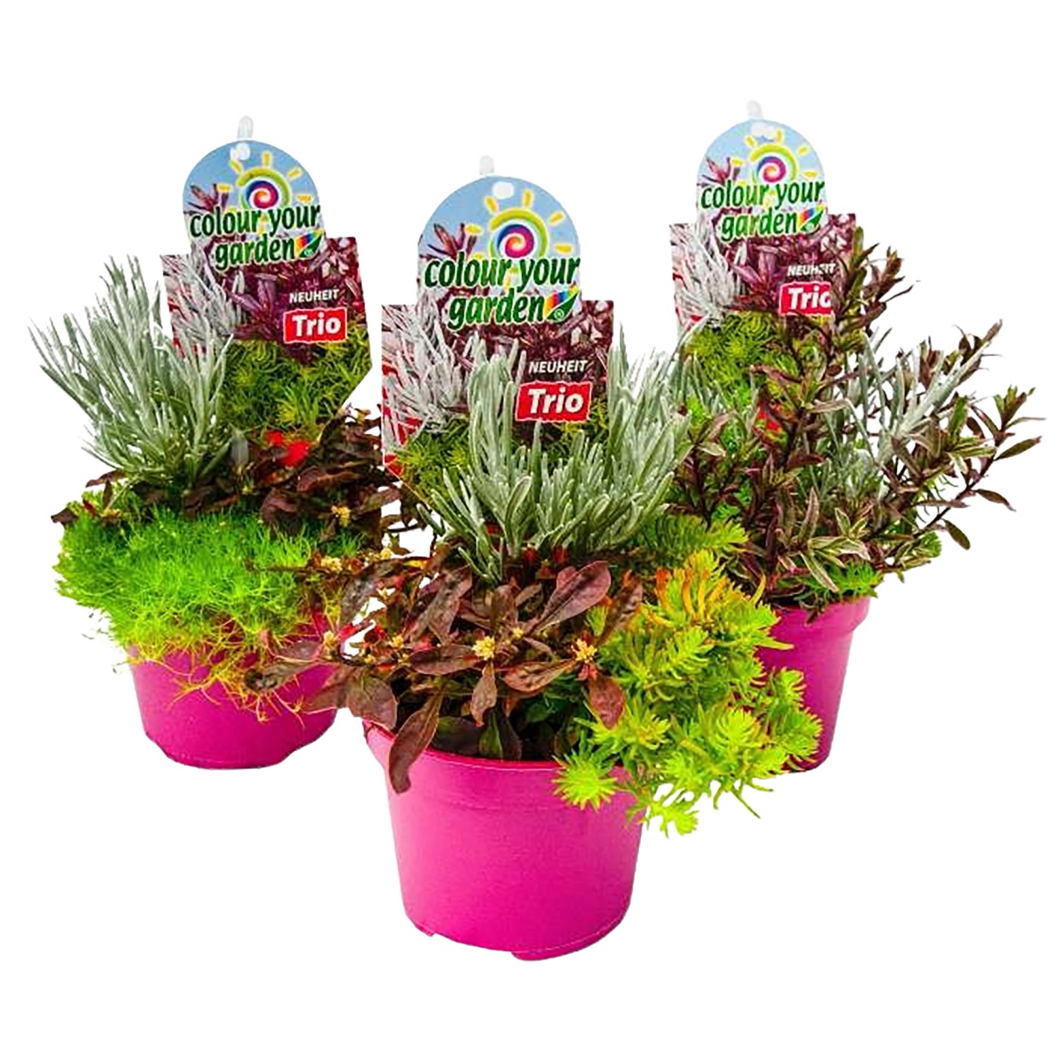 Tři druhy rostlin v květináči různé druhy výška cca 10-15 cm, pr. 13 cm ...