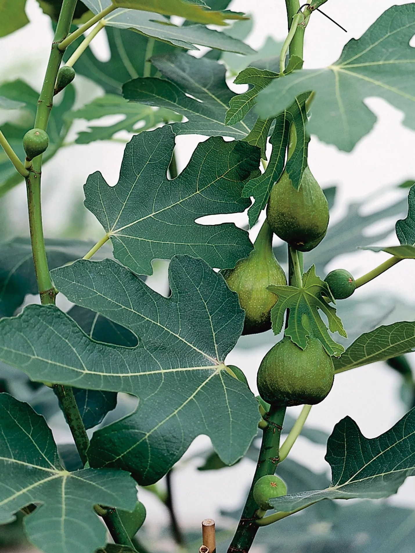 OBI Fíkovník smokvoň výška cca 50-60 cm květináč cca 10 l Ficus carica