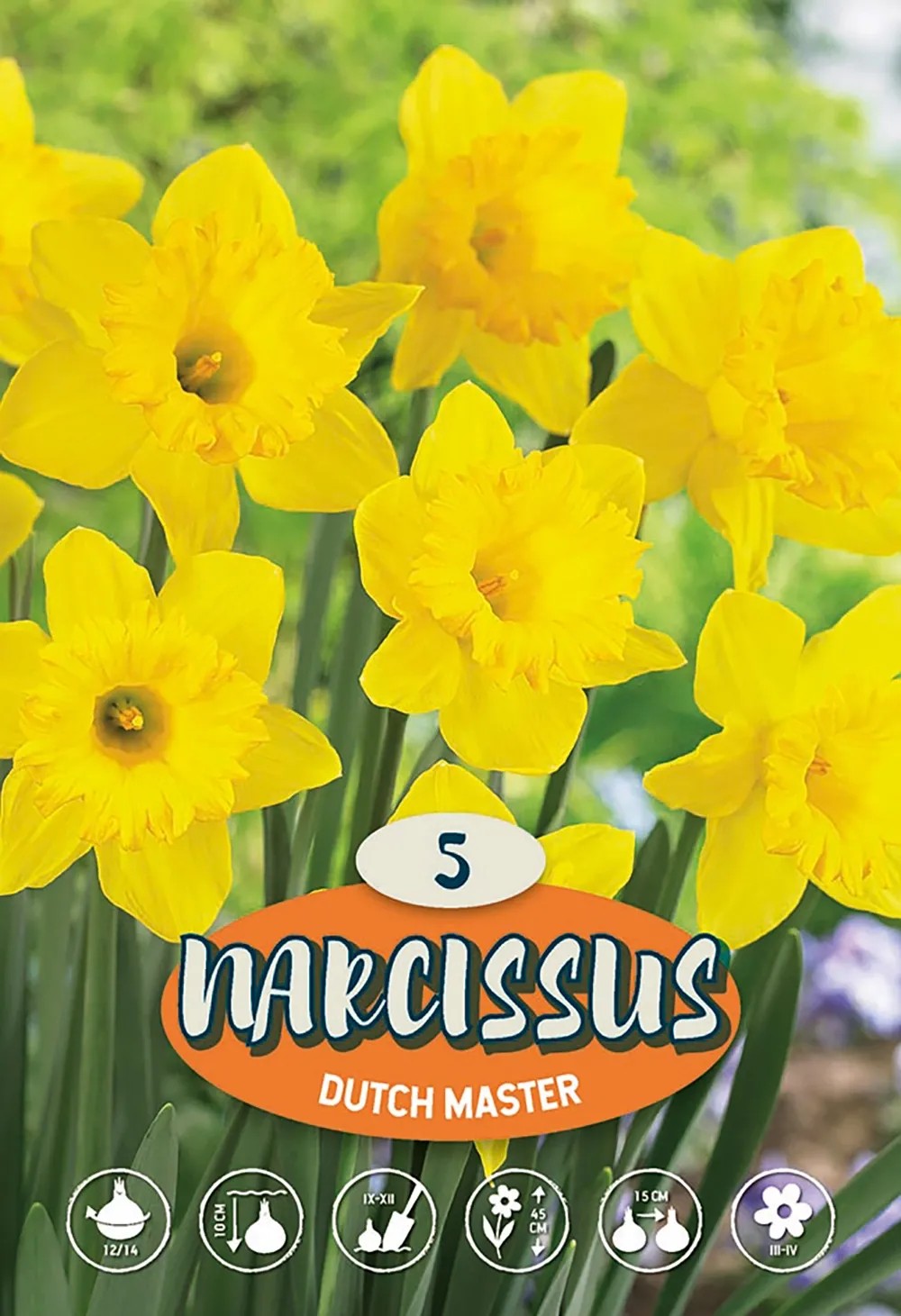 Velkokvětý narcis "Dutch Master"
