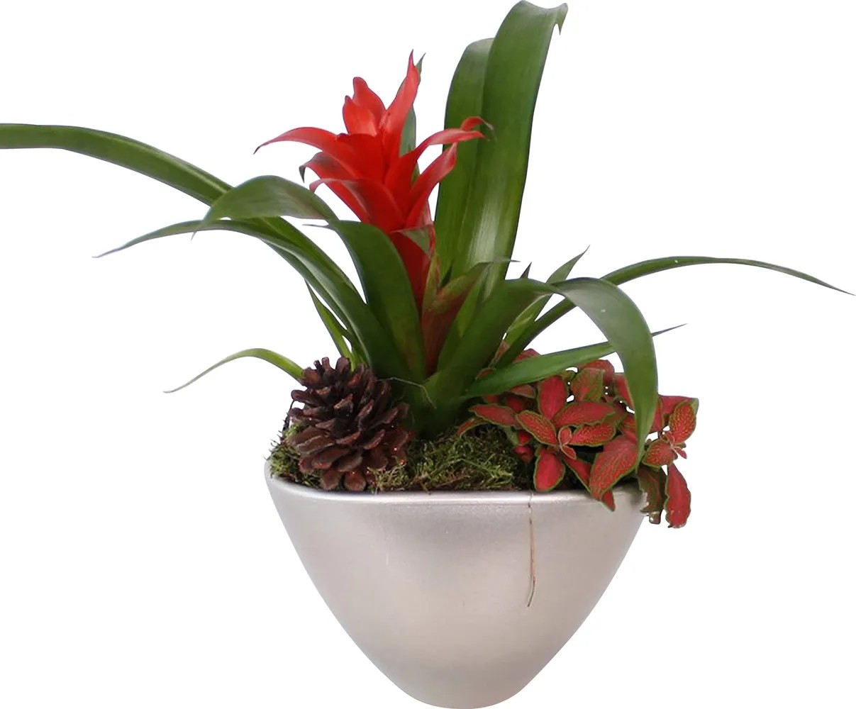 Vánoční aranžmá s guzmánií pr. květináče cca 16 cm nakoupit u OBI