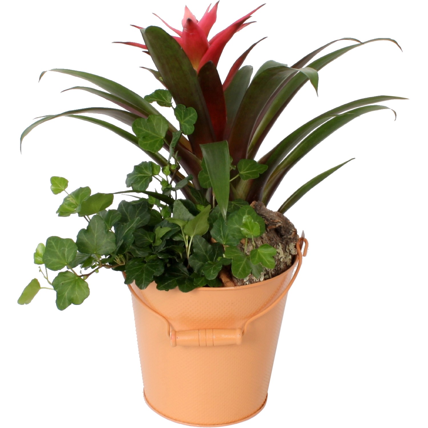 Aranžmá s guzmánií v zinkovém kbelíku průměr květináče cca 16 cm ...