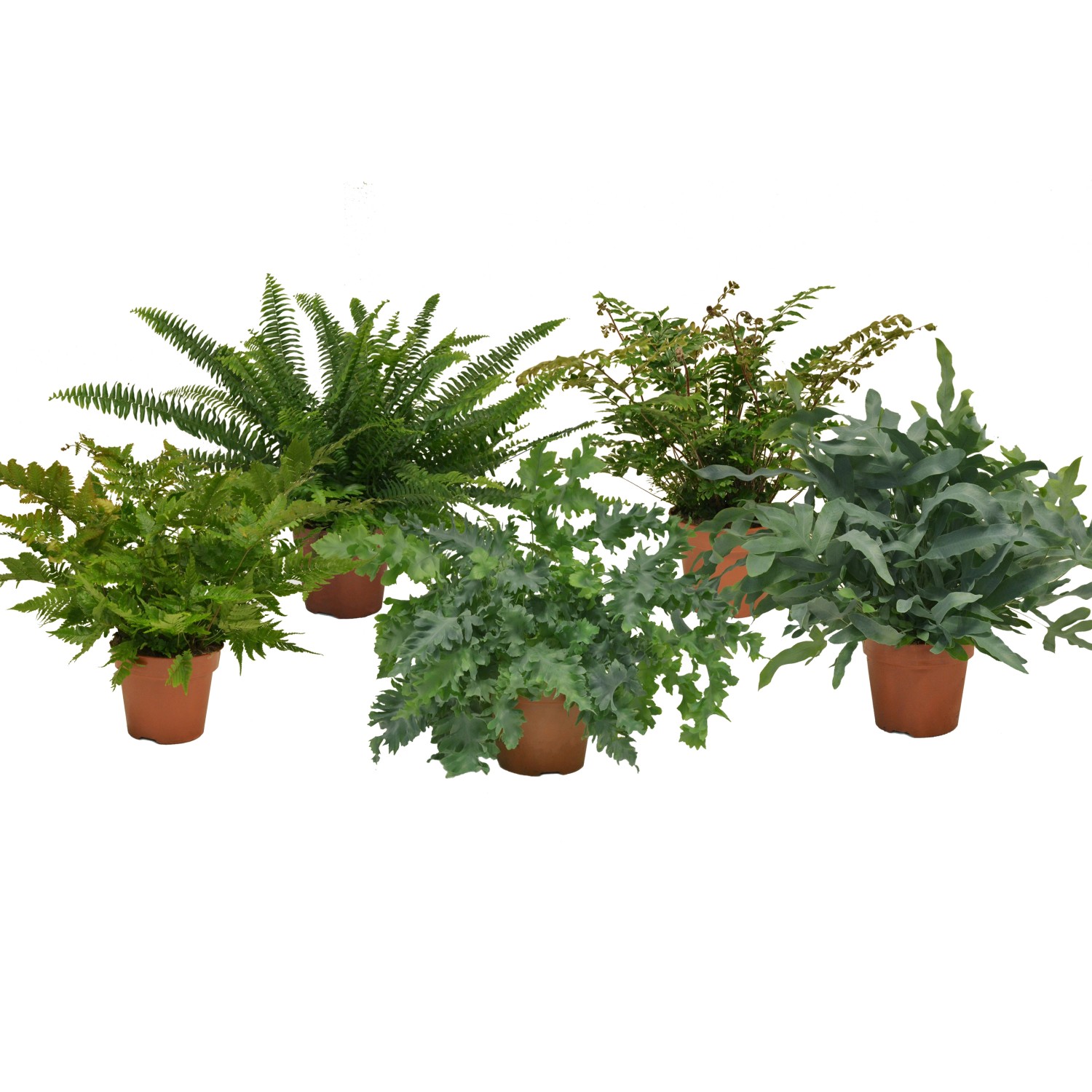 Kapradí různé druhy 45-55 cm, pr. 17 cm nakoupit u OBI