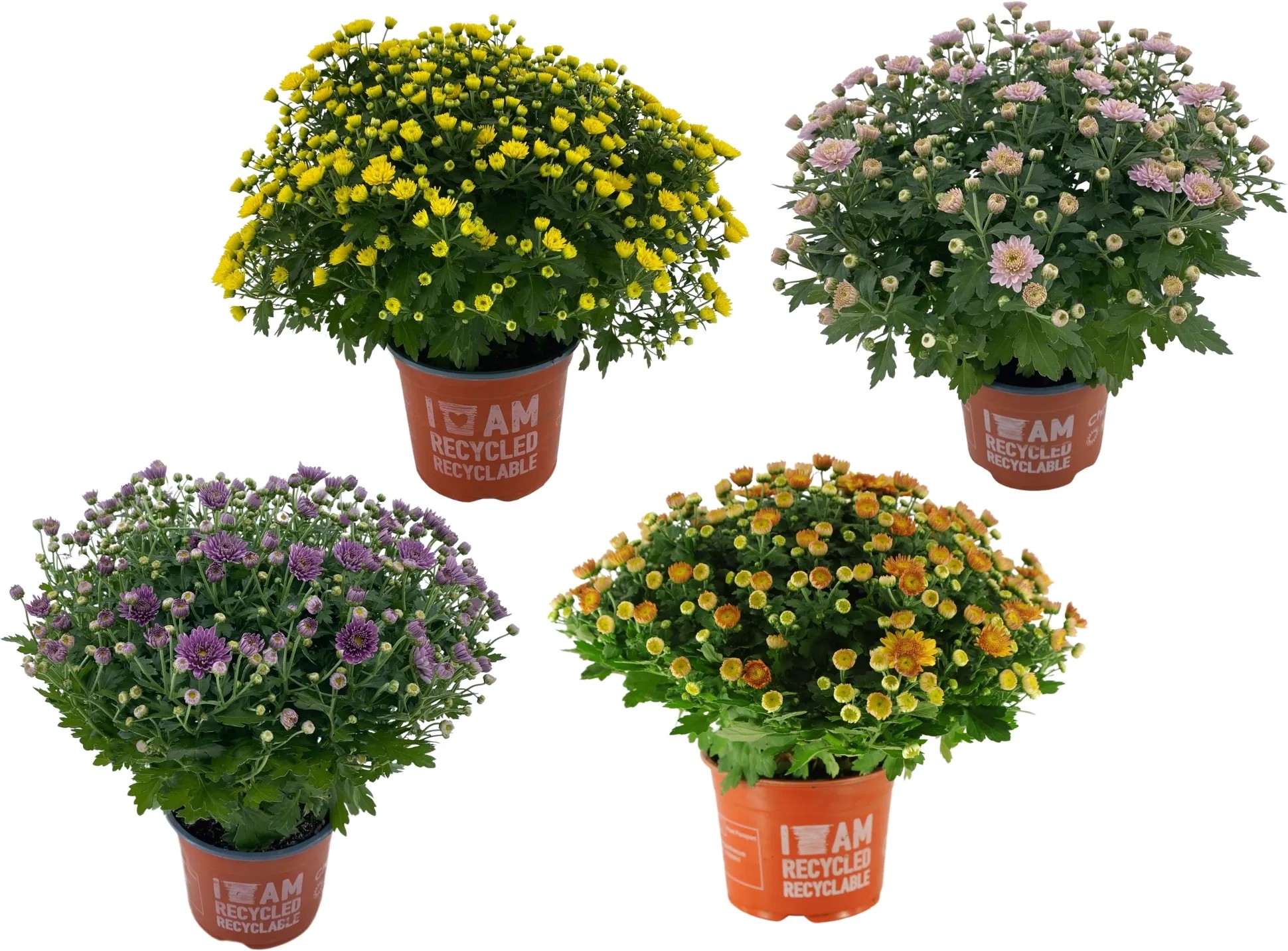 Royal Lemkes Listopadka indická (Chrysanthemum indicum) různé barvy cca ...