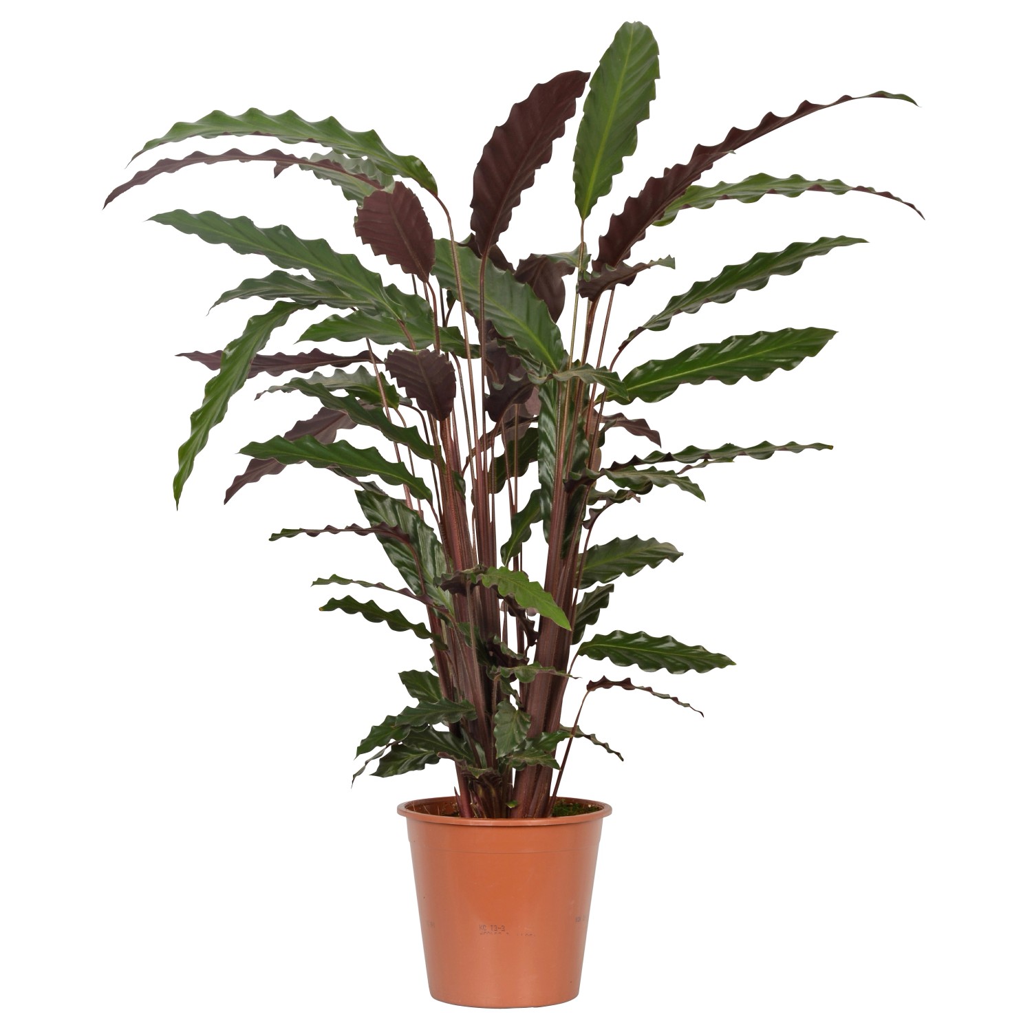 Hvězdicovitá maranta mix květináč průměr 19 cm nakoupit u OBI