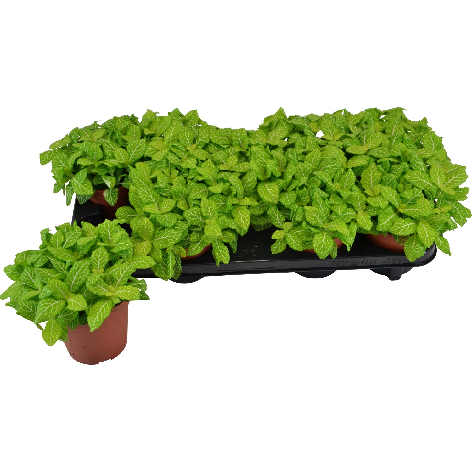 Fitónie "Superba Lemon" průměr květináče cca 12 cm Fittonia nakoupit u OBI