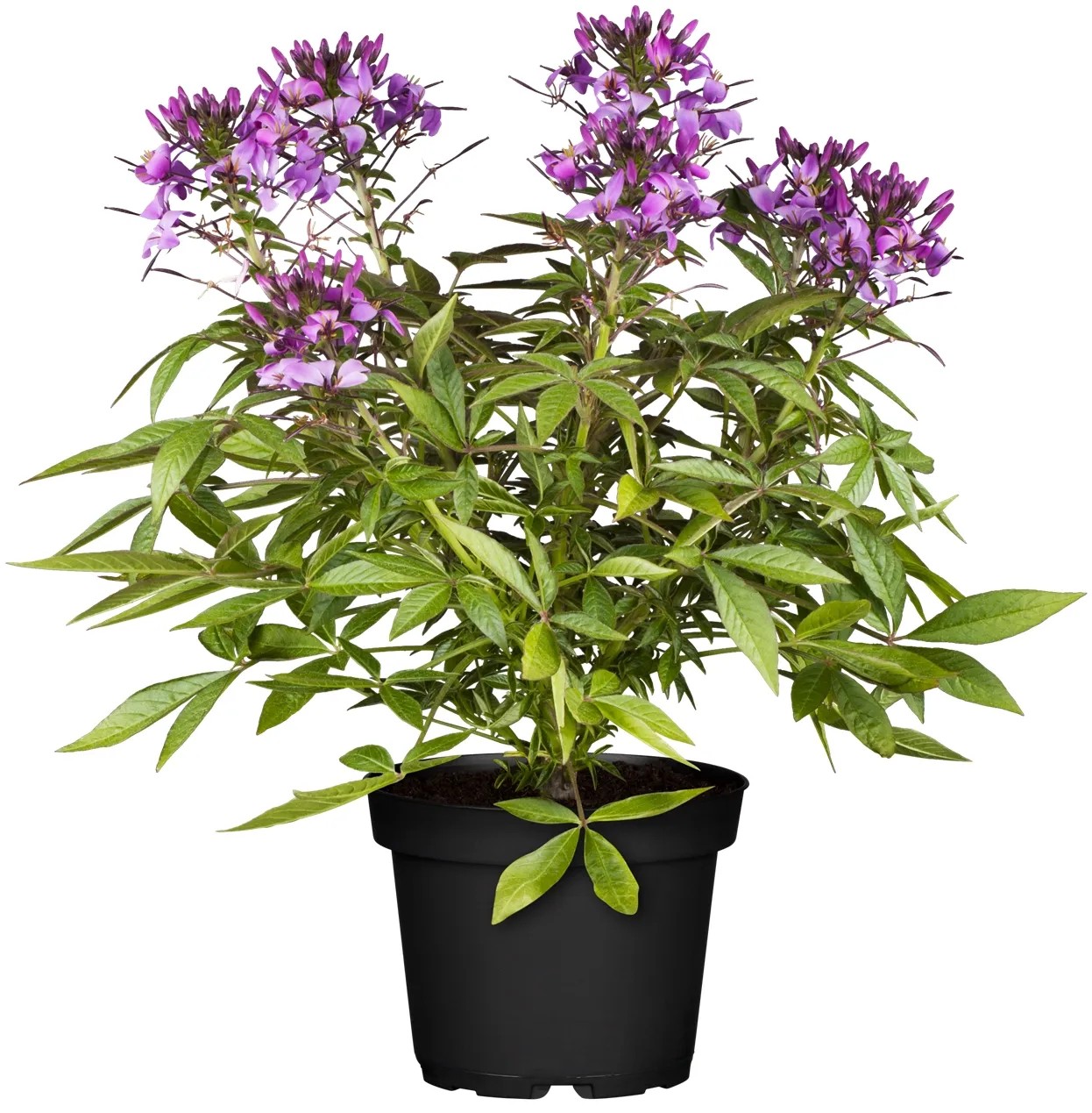 Landgard Luštěnice trnitá (Cleome spinosa) "Senorita Rosalita" 10-20cm ...