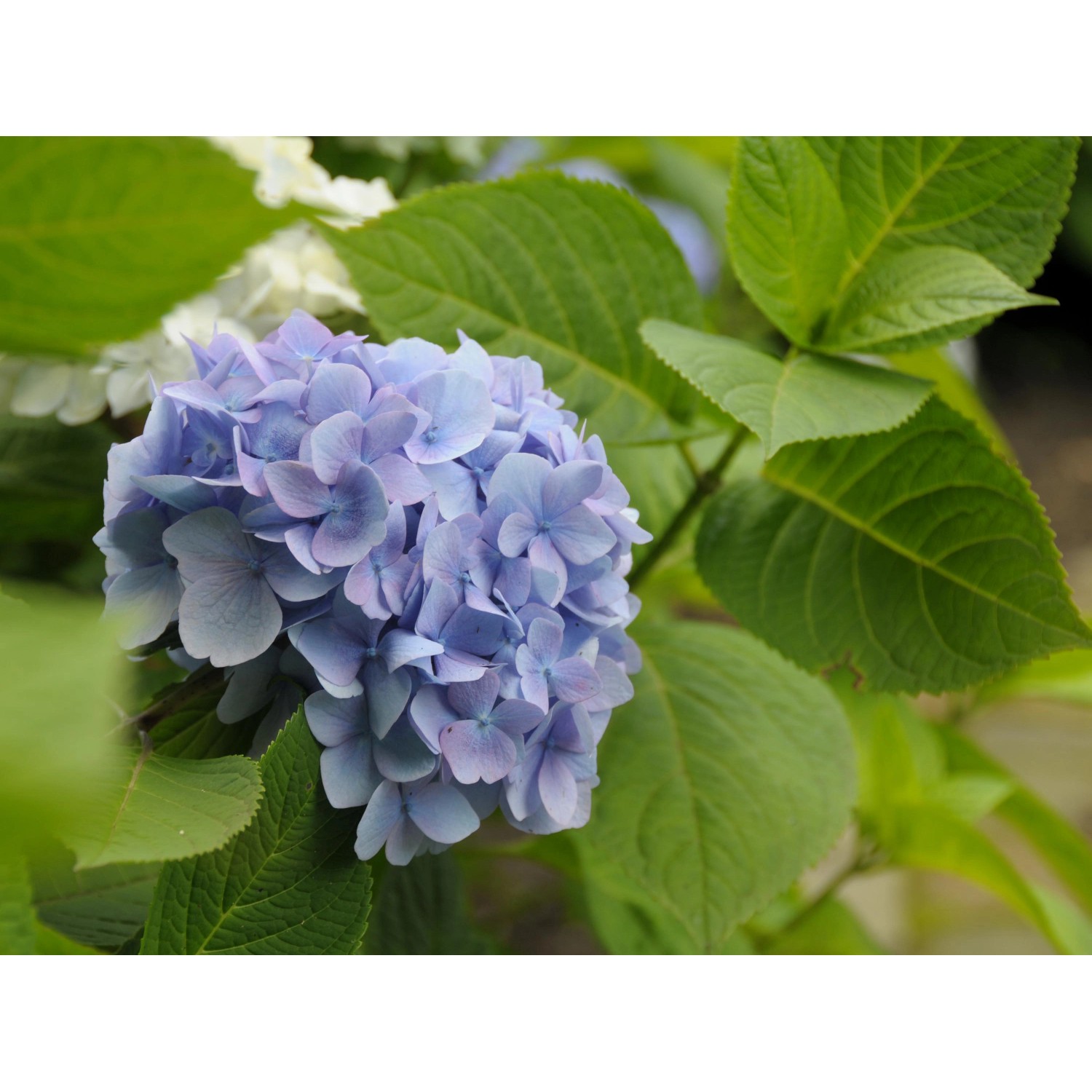 Hortenzie velkolistá (Hydrangea macrophylla) výška 40-50 cm, pr ...