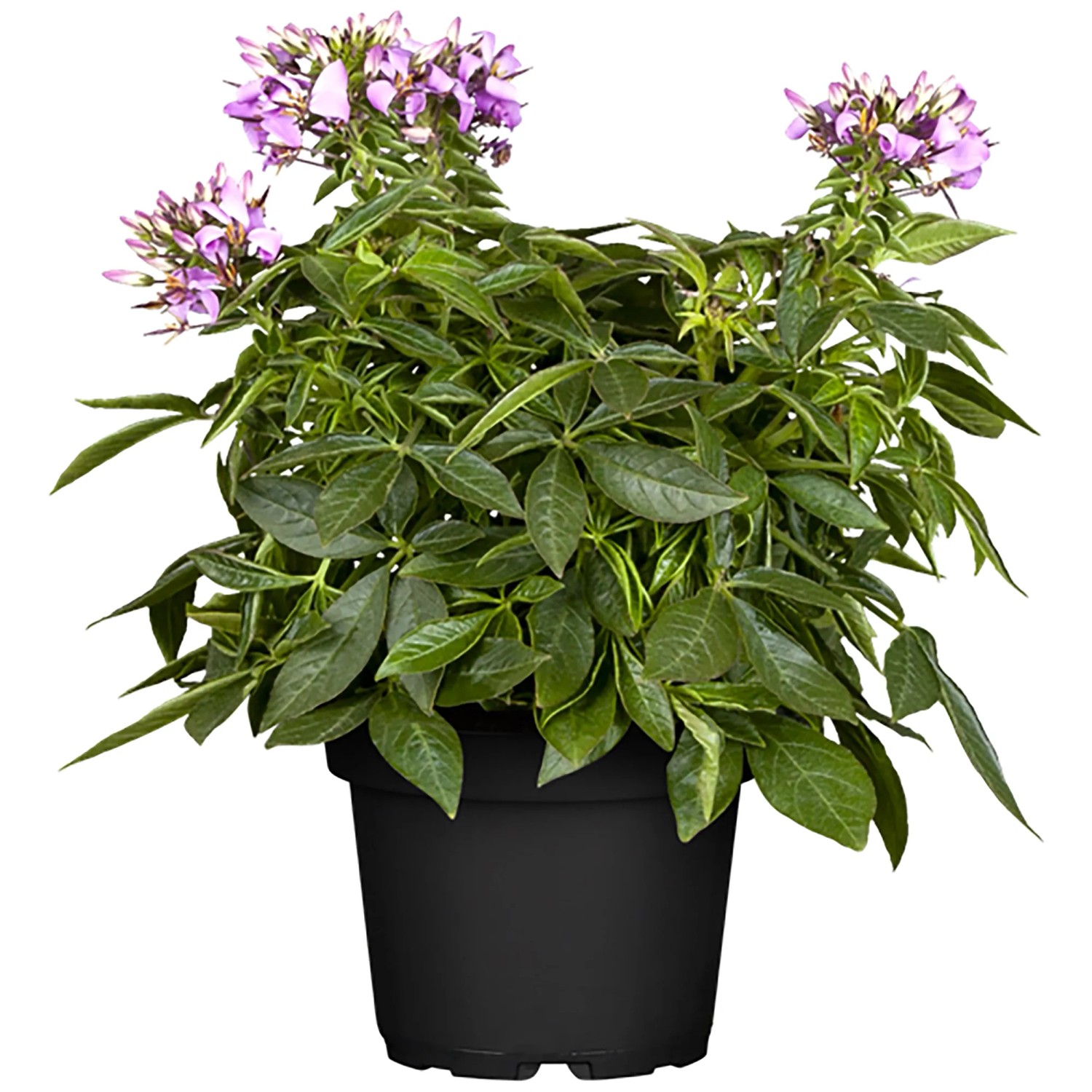 Landgard Luštěnice trnitá (Cleome spinosa) výška 10-20 cm, pr. 15 cm ...
