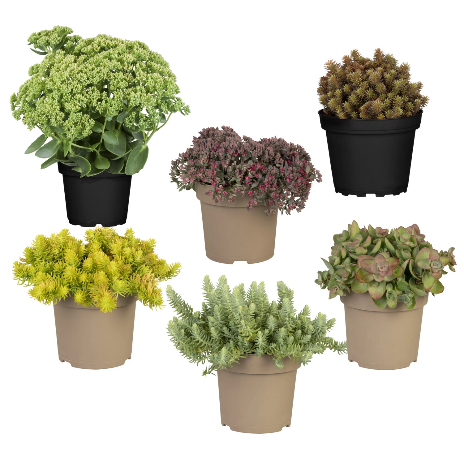 Landgard Rozchodník (Sedum) mix pr. cca 15 cm nakoupit u OBI