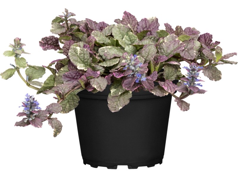 GROW by OBI Zběhovec plazivý, modrý, 10-20 cm, pr. květ. 12 cm, Ajuga ...