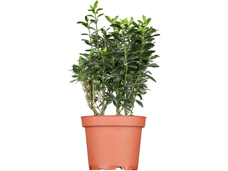 Brslen japonský nakoupit u OBI