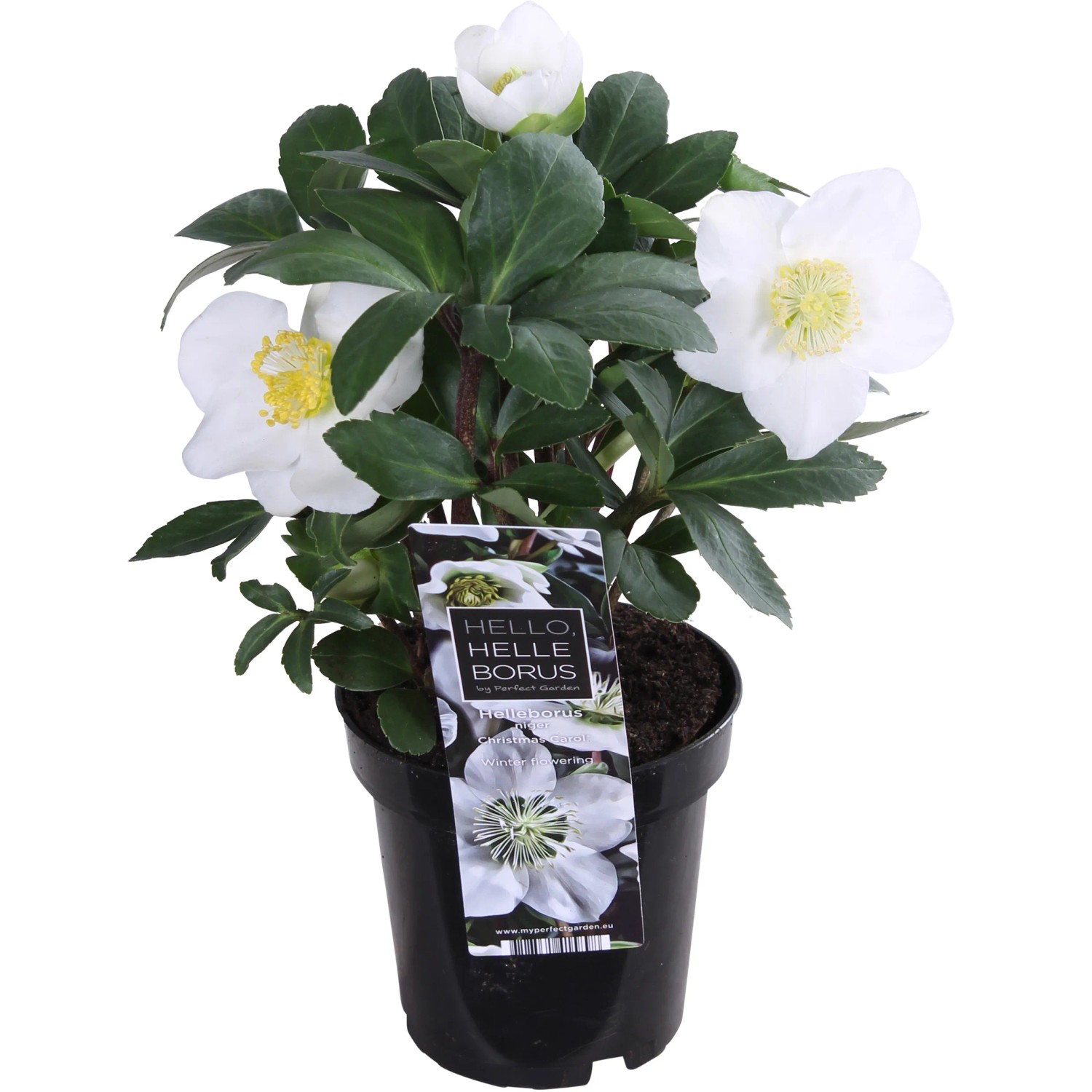 Čemeřice černá "Helleborus niger" Christmas Carol, bílá, pr. cca 9 cm