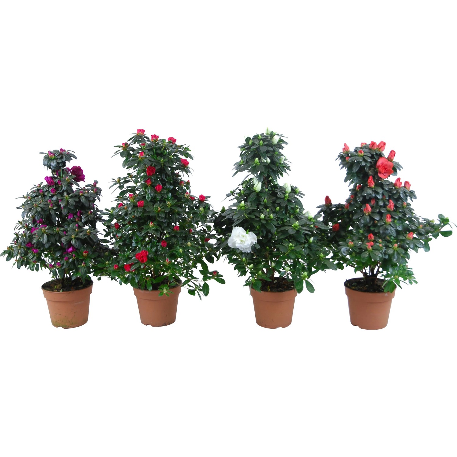 Pokojová azalka mix pyramida průměr květináče cca 17 cm koupit v OBI