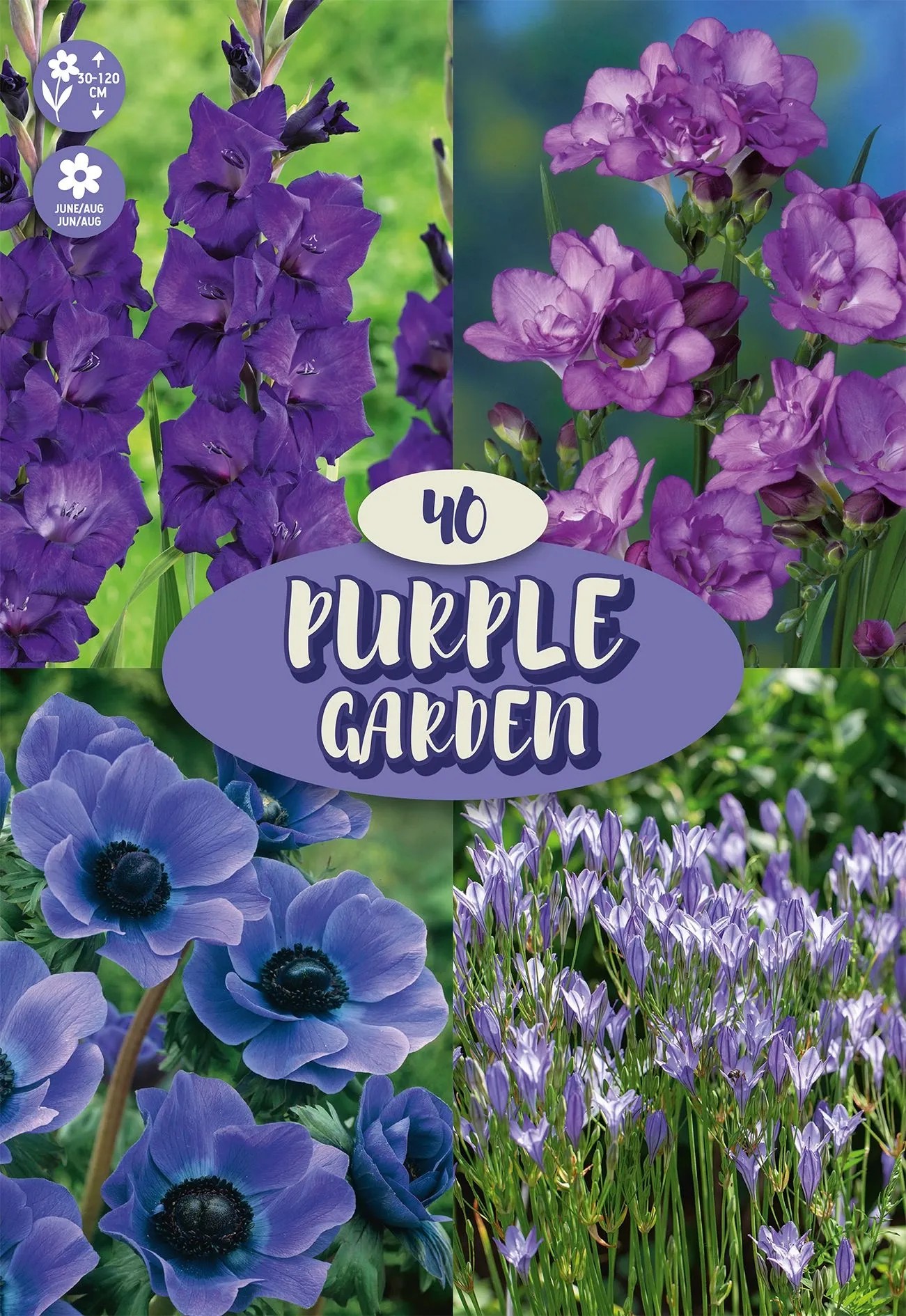 Royal De Ree Holland Květinové cibulky Purple Garden! nakoupit u OBI