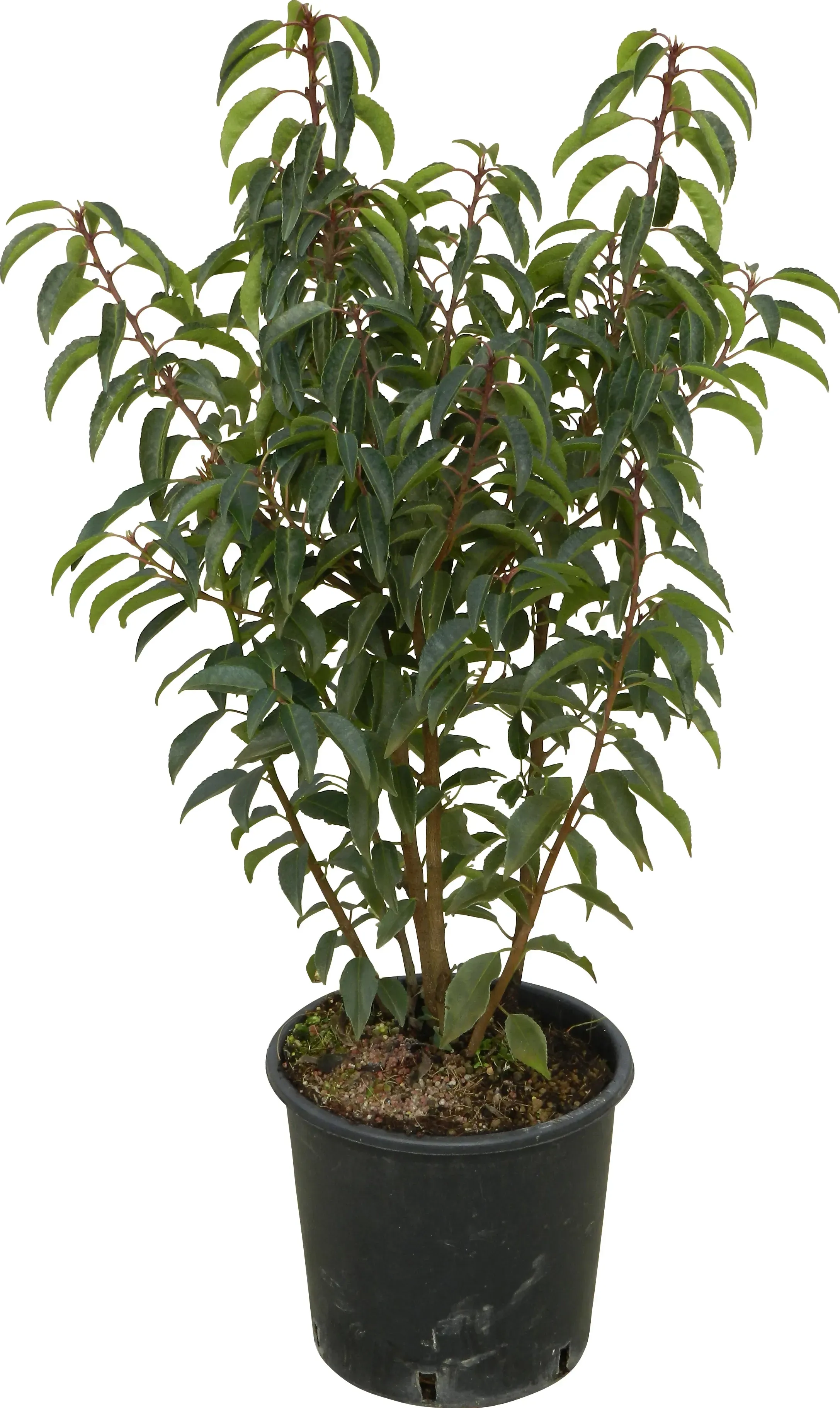 OBI Brslen japonský různé druhy výška cca 30 - 40 cm květináč cca 5 l ...