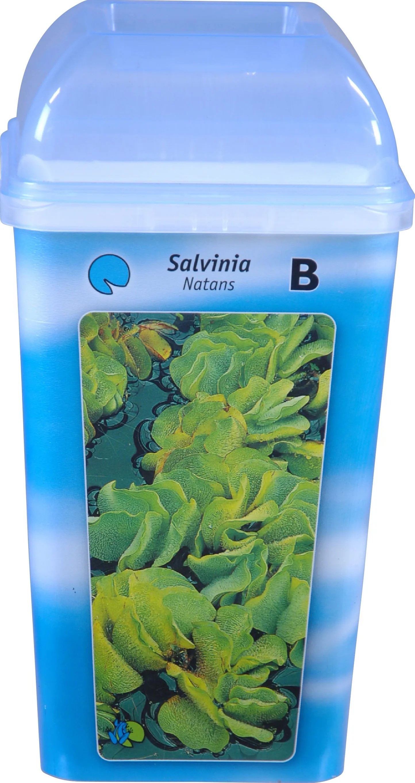 OBI Nepukalka vzplývající v nádobě průměr květináče cca 11 cm Salvinia ...