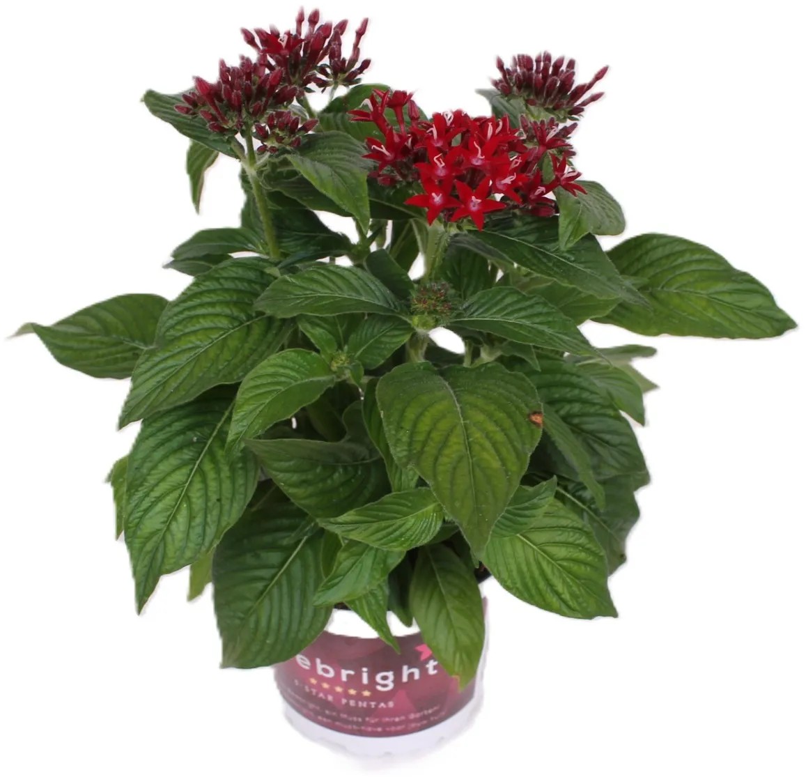 GROW by OBI Pětkovec kopinatý (Pentas lanceolata) "Beebright" cca pr ...