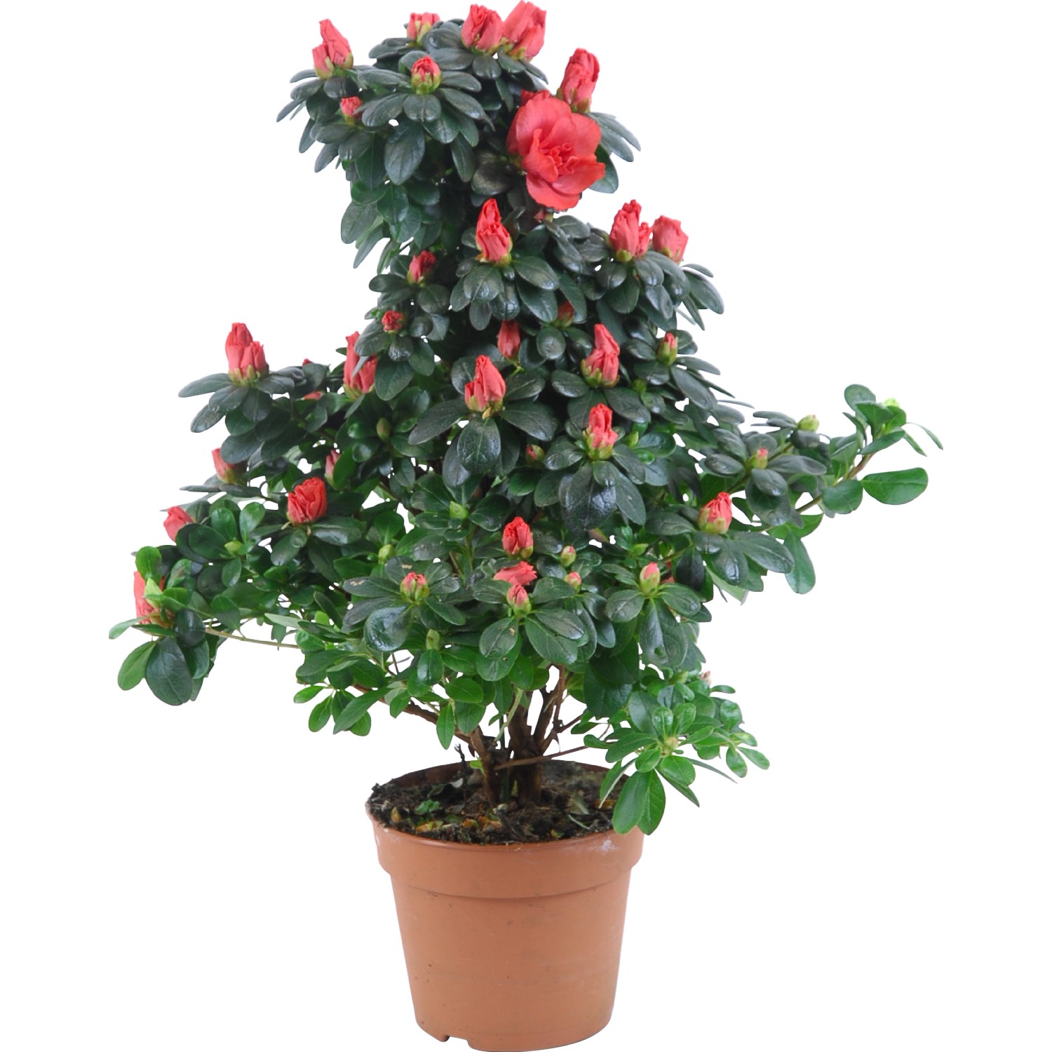 Pokojová azalka mix pyramida průměr květináče cca 17 cm koupit v OBI