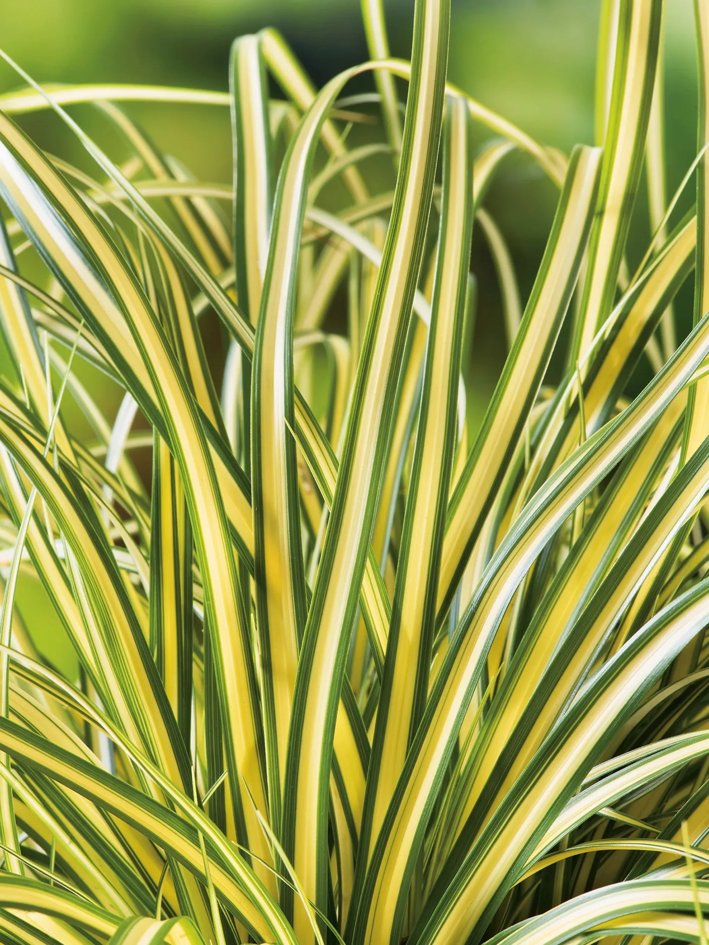 OBI Ostřice ošimenská (Carex oshimensis) "Evergold" pr. cca 12 cm ...