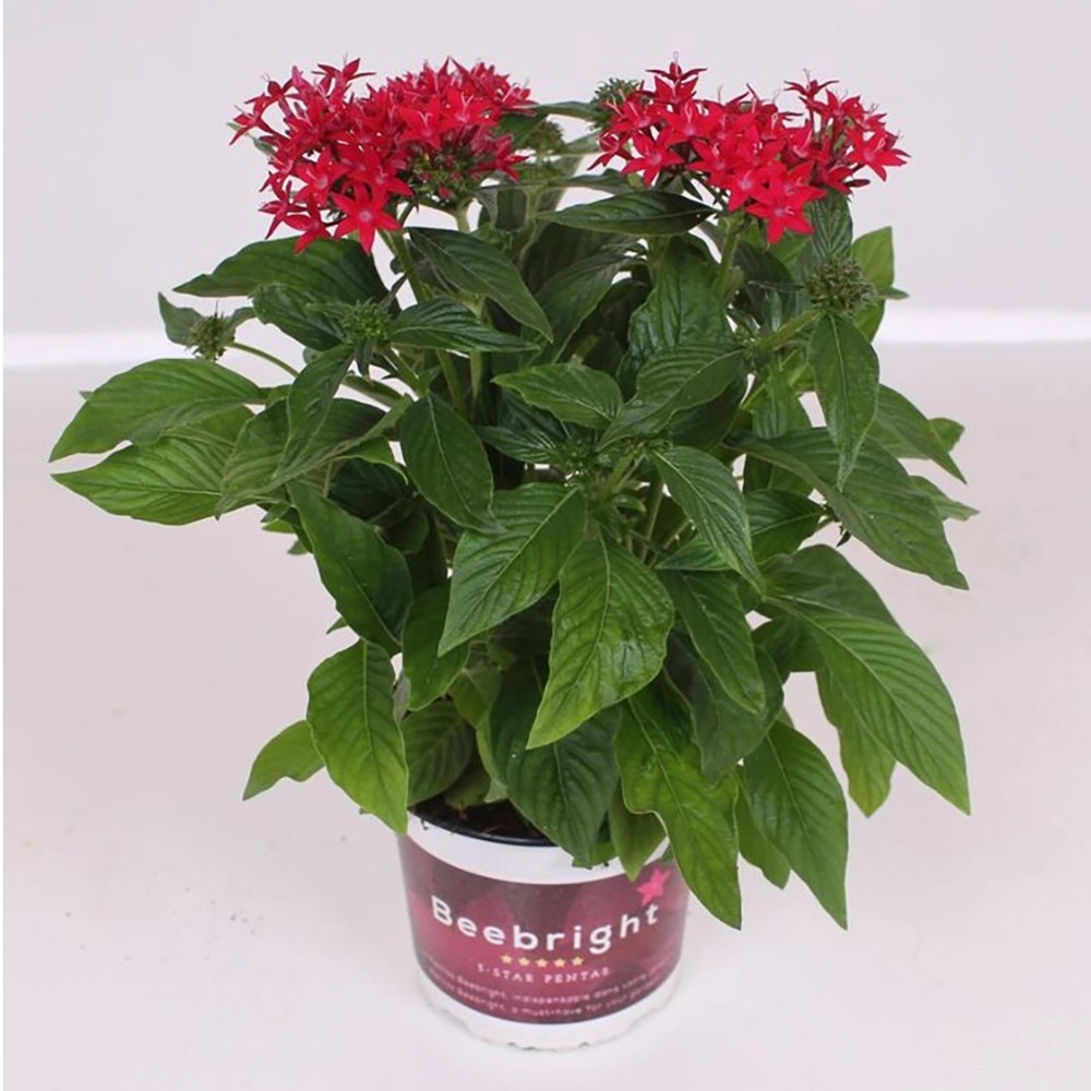 GROW by OBI Pětkovec kopinatý (Pentas lanceolata) "Bee Bright Red ...