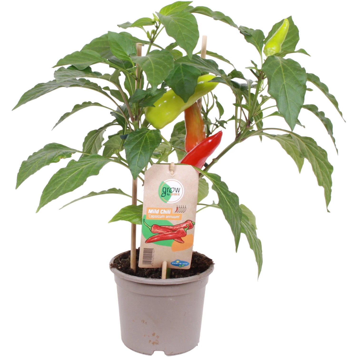 GROW by OBI Paprika "Mild Chili" tricolor (Capsicum annuum) Pick&Joy ...