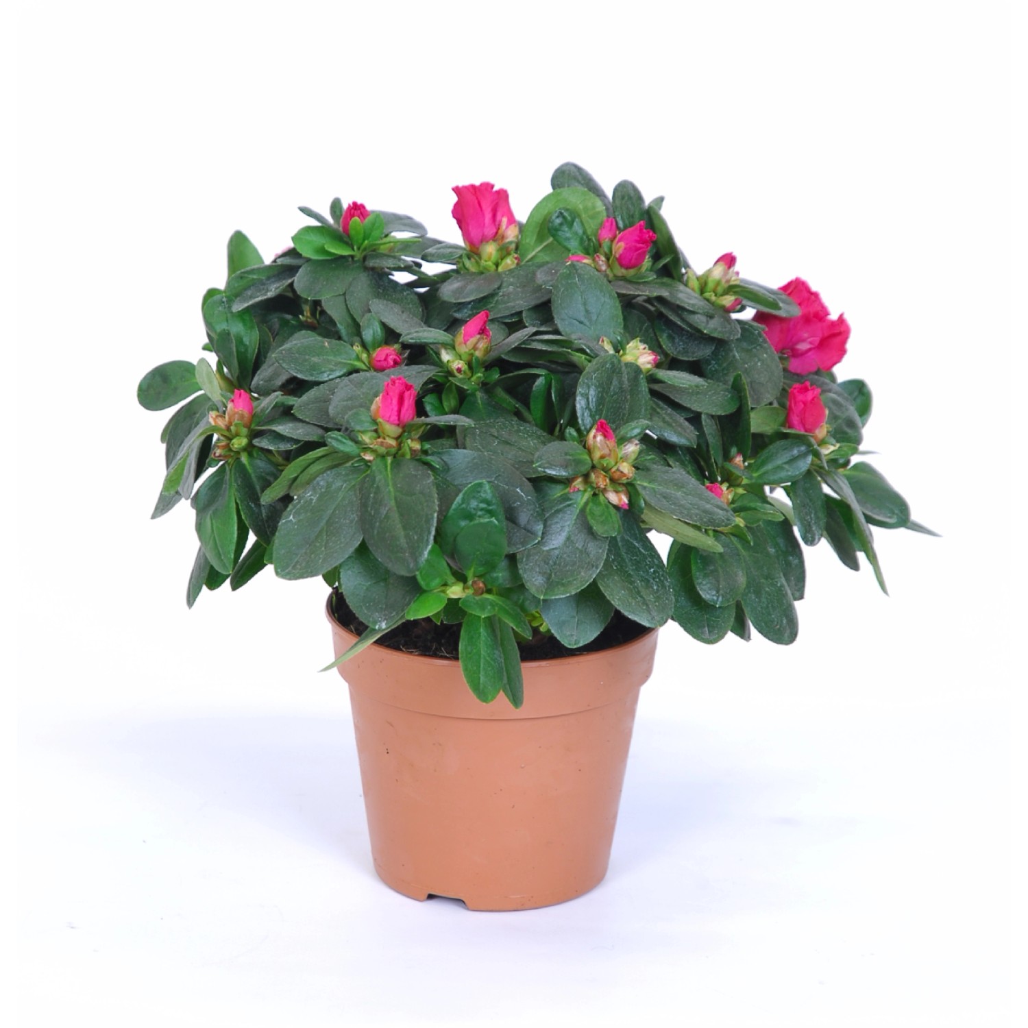 Pokojová azalka různých barev koupit v OBI