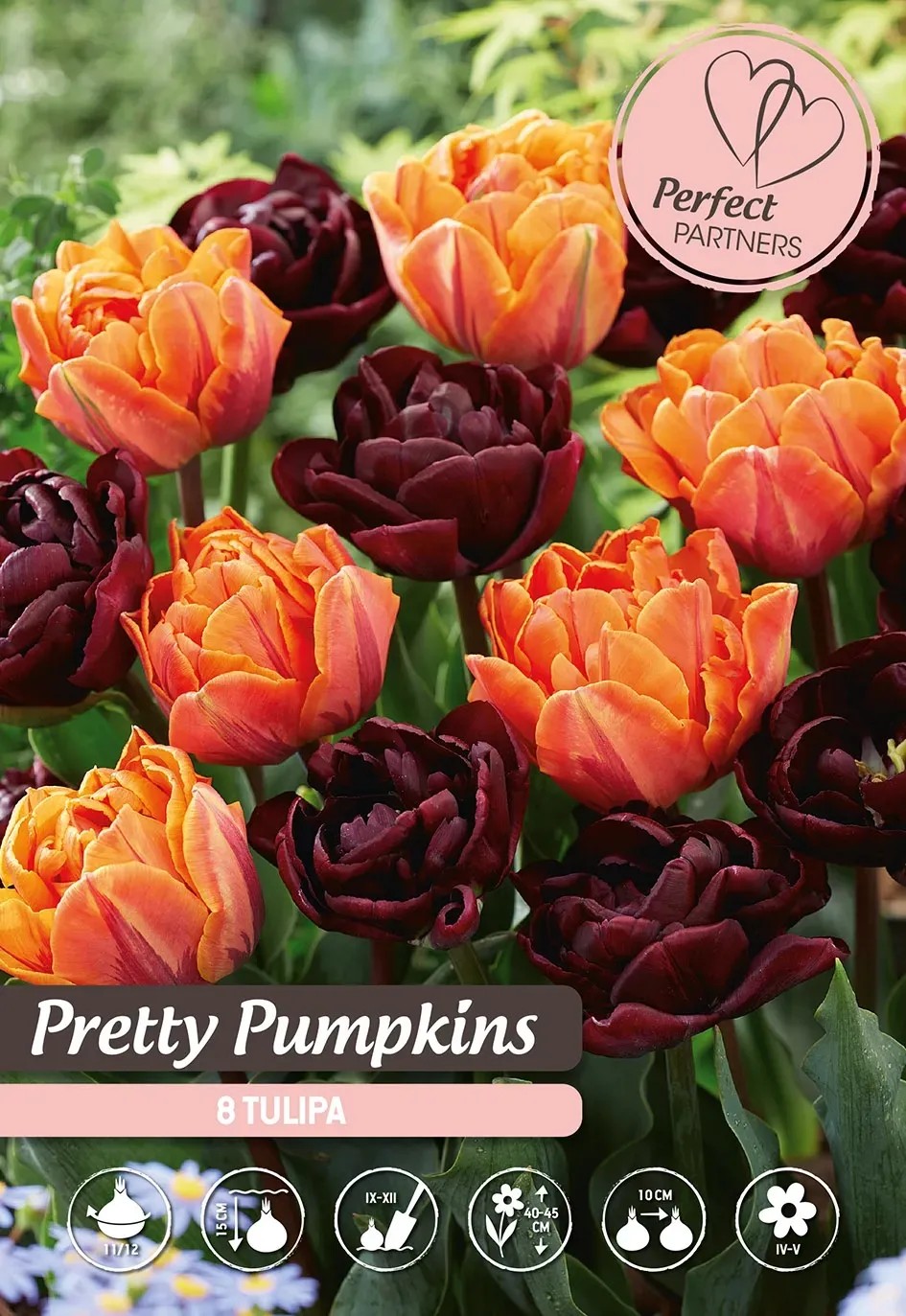Royal De Ree Holland Květinové cibulky Tulipa Pretty Pumpkins 8 ks ...