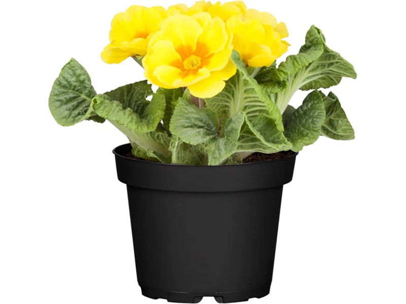 GROW by OBI Prvosenka jarní (Primula veris) "Mein Gartenwicht" pr. 10,5 ...