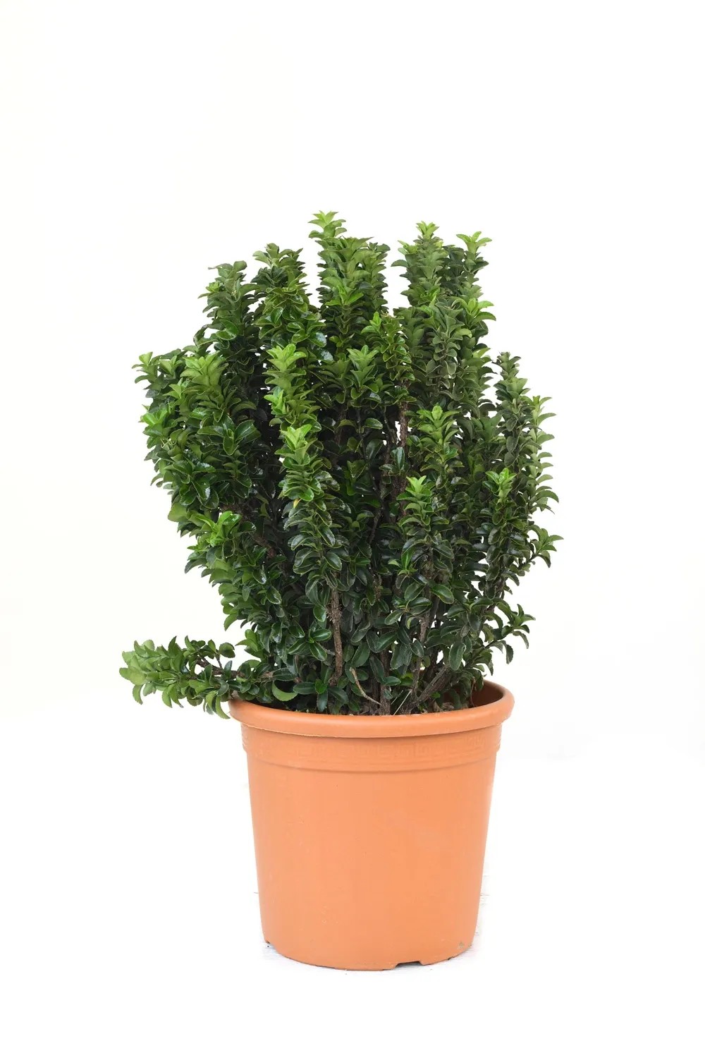 GROW by OBI Brslen japonský "Benkomasaki Erecta", cca 25 cm, kv. cca 10 ...