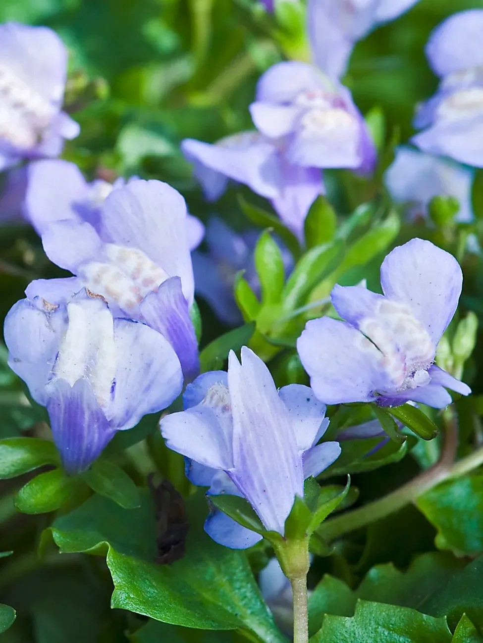 Mazus plazivý modrý průměr květináče cca 18 cm nakoupit u OBI