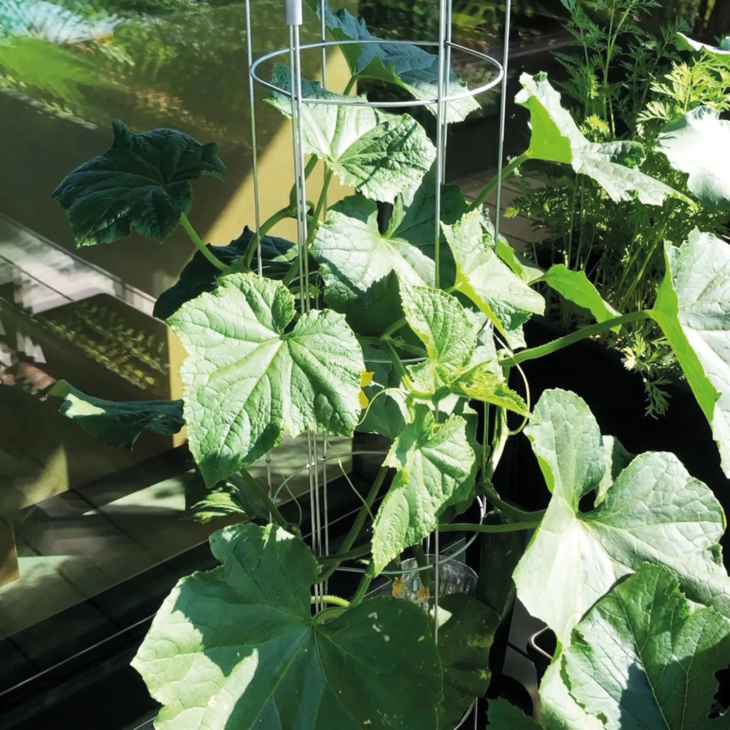 Bellissa Opora pro okurky, 120 cm