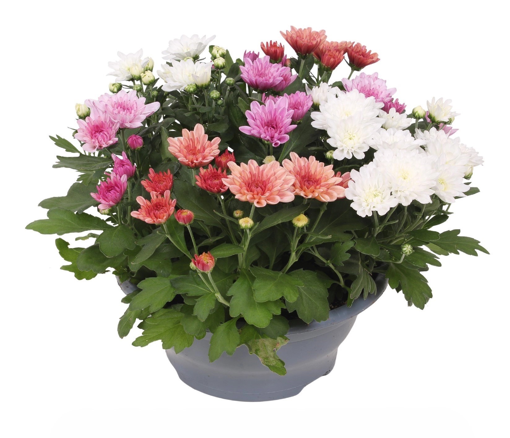 Listopadka indická (Chrysanthemum indicum) "Sweet Melange" 25-30 cm pr ...