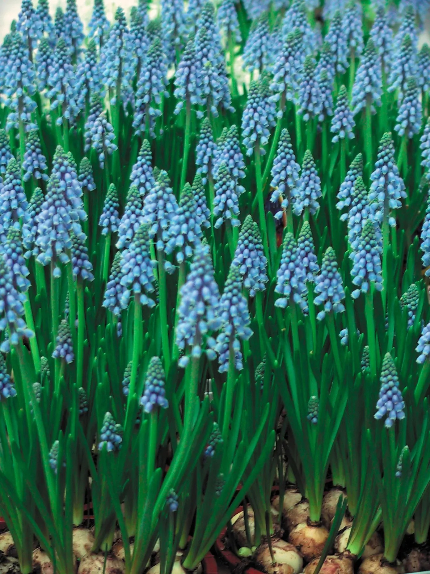 Grow by OBI Modřenec arménský (Muscari armeniaca) různé barvy, pr. 9 cm ...