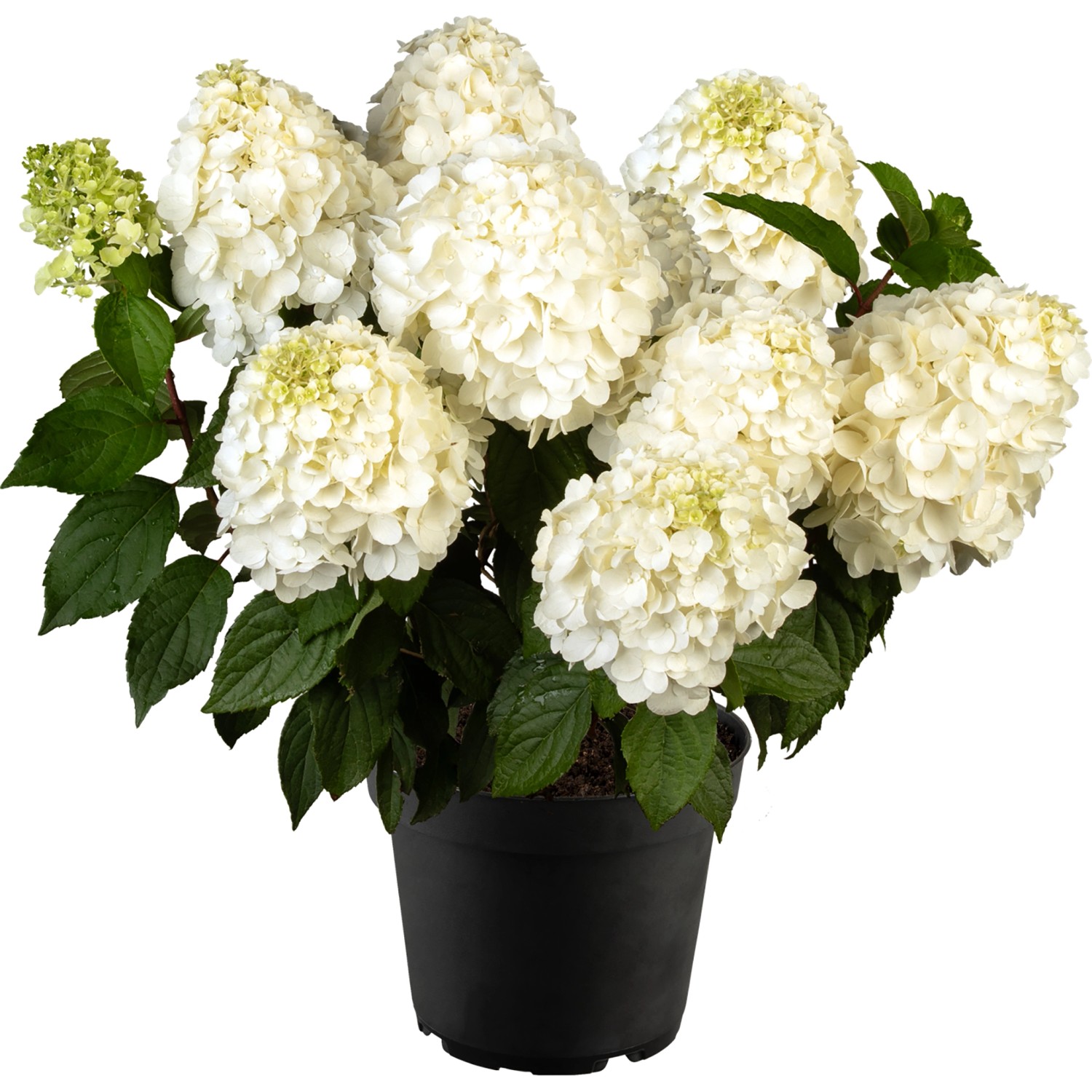 Hortenzie latnatá (Hydrangea paniculata) "Mont Blanc" výška 40-60 cm 4 ...