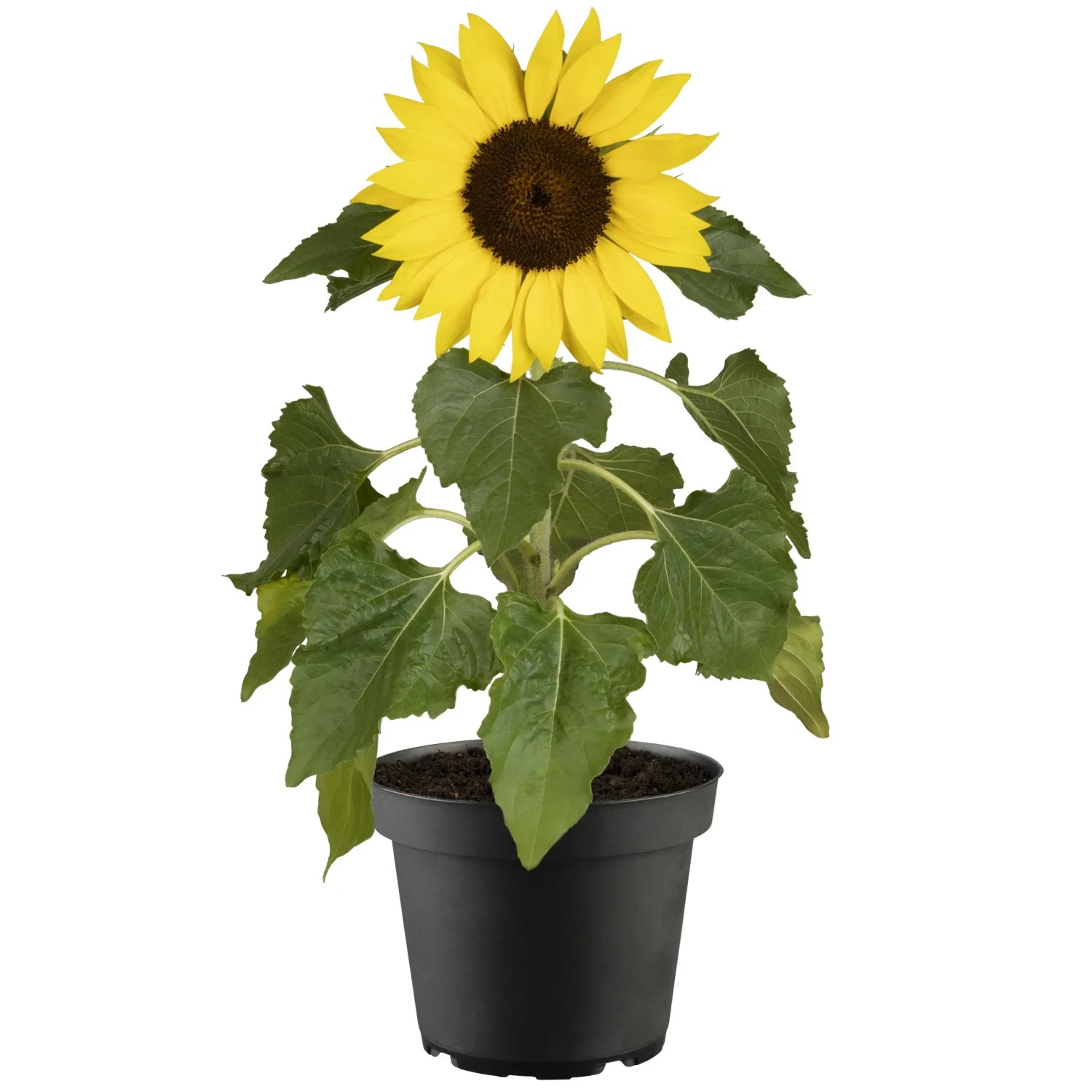 GROW by OBI Slunečnice roční (Helianthus anuus) žlutá výška 20-30 cm