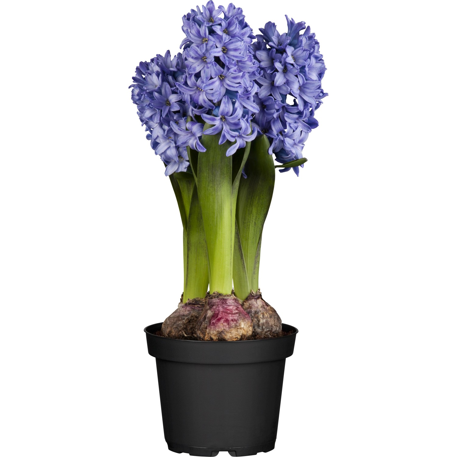 Grow by OBI Hyacint východní (Hyacinthus orientalis) pr. 12 cm