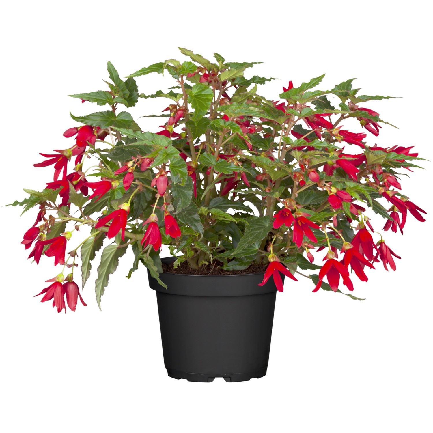 Landgard Begónie bolívijská (Begonia boliviensis) "Groovy" cca 20-30cm ...