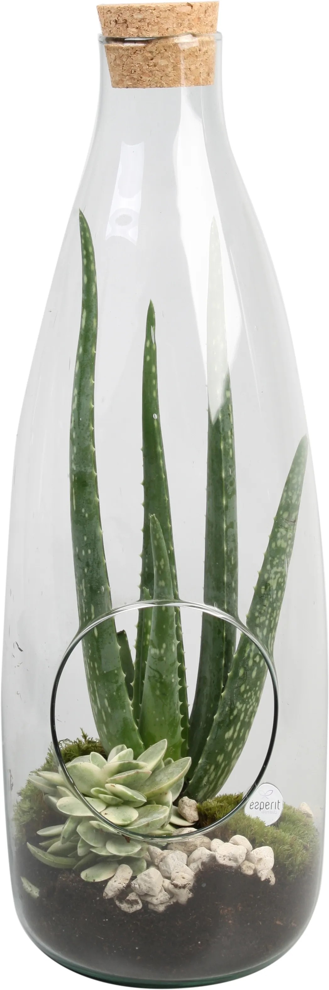 Aranžmá s aloe ve skle průměr květináče cca 15 cm nakoupit u OBI